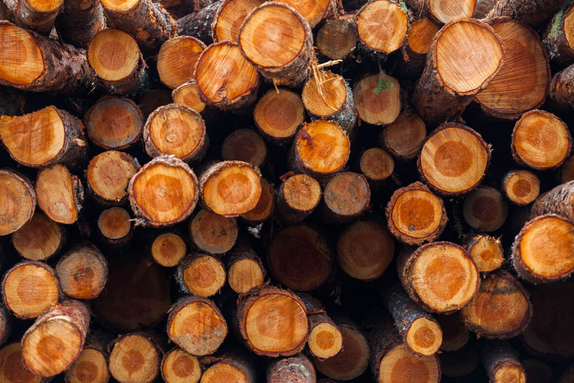 Managing our Forests - Boise Cascade